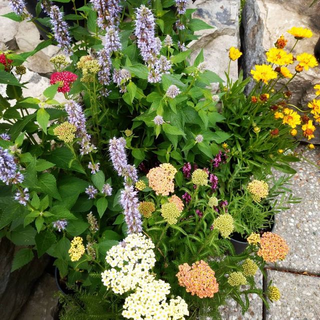 Perennials Plus – Brantford, Ontario